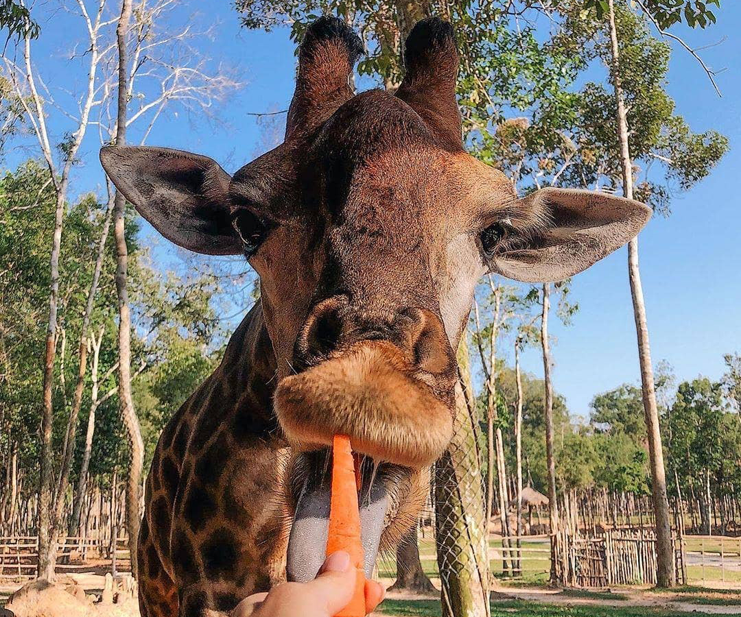 Kinh nghiệm đi vườn thú Vinpearl Safari Phú Quốc từ A – Z